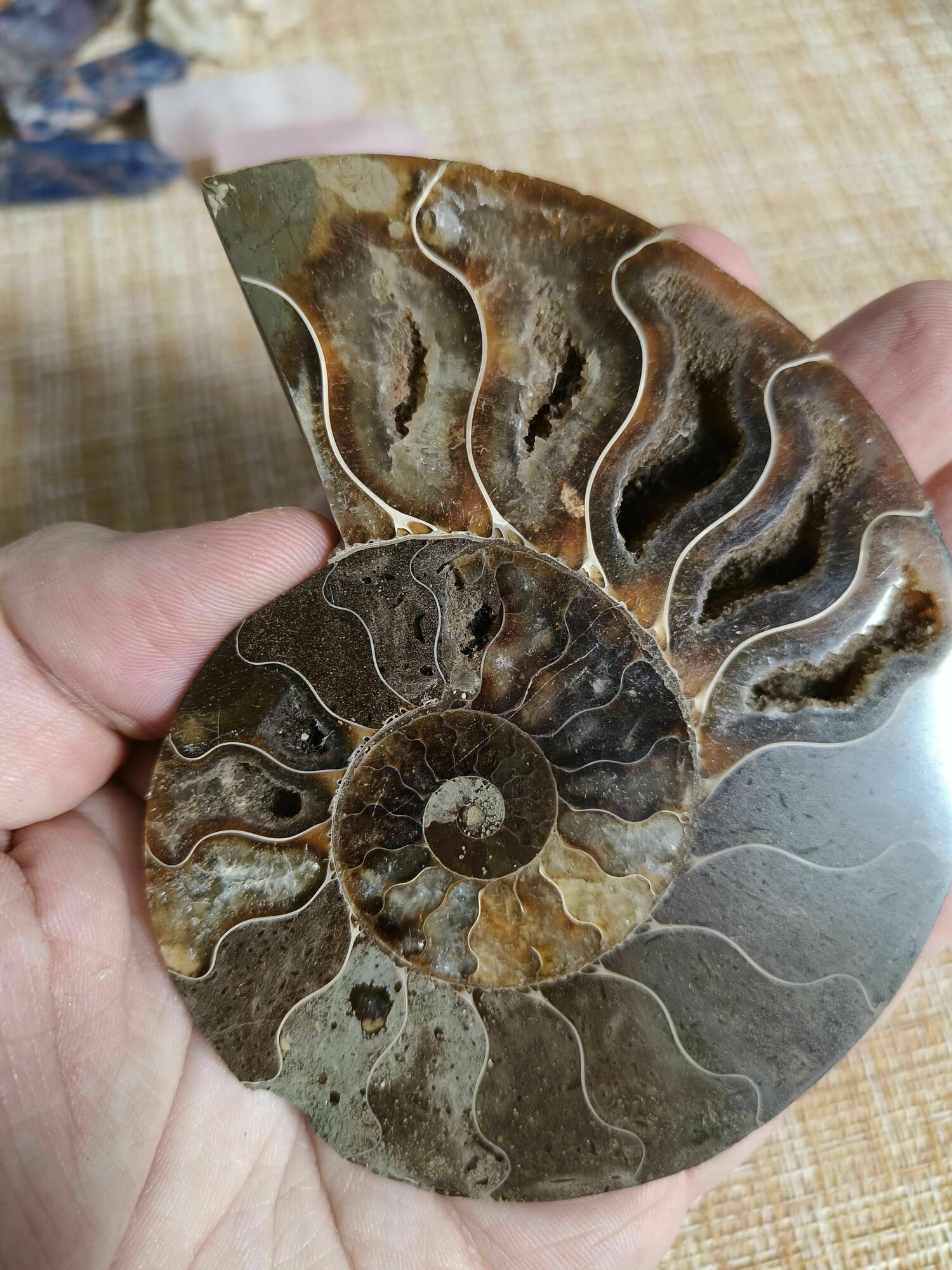 Срез аммонита 11 см натуральный