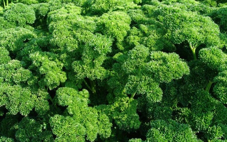 Коллекционные семена петрушки Астра кудрявая