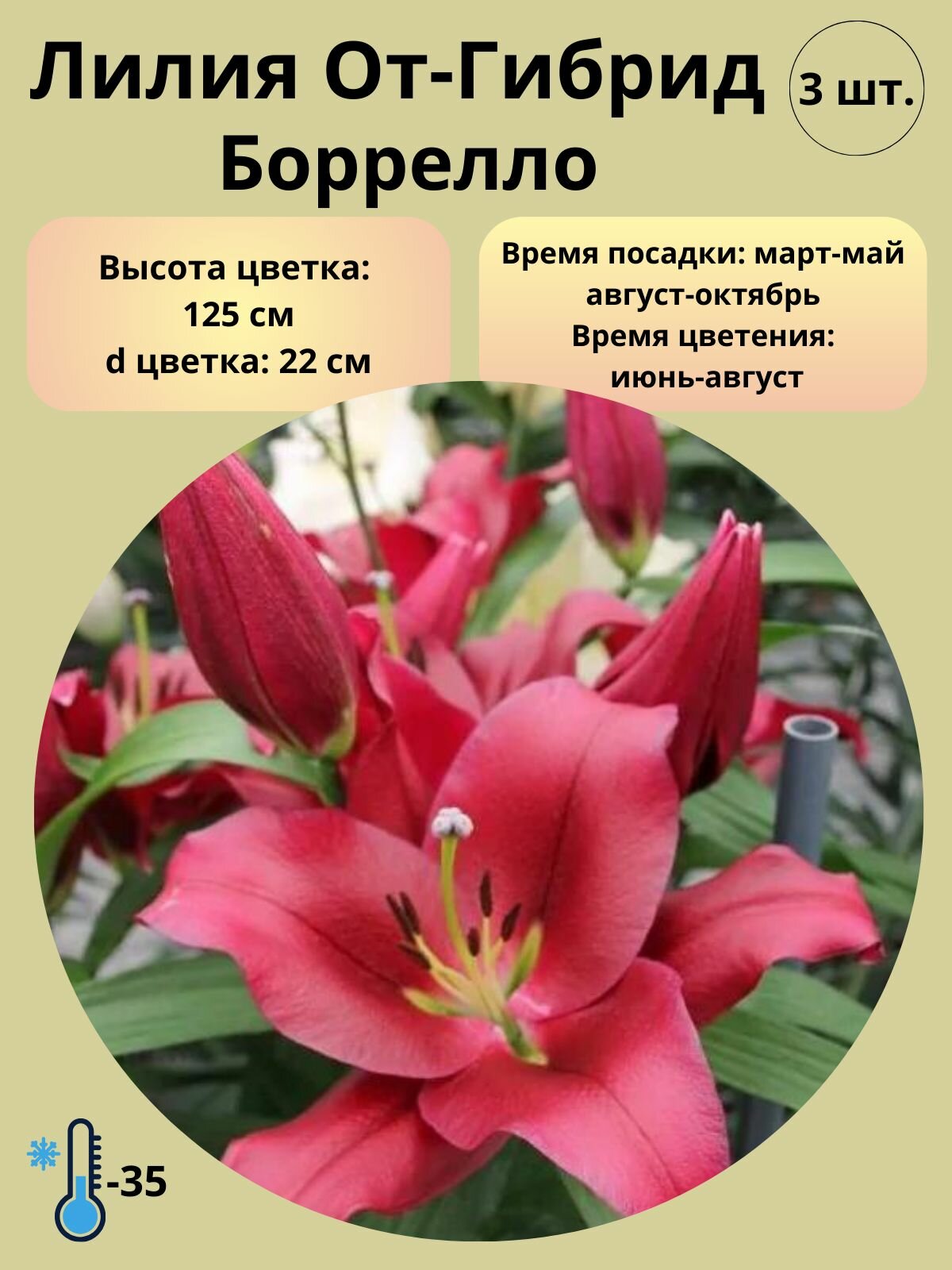 Луковицы Лилии ОТ-гибрид, 3 шт