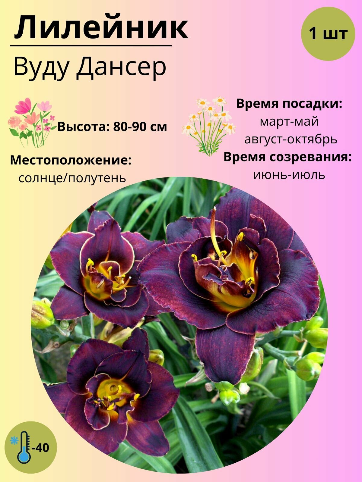 Лилейник Вуду Дансер, многолетние цветы