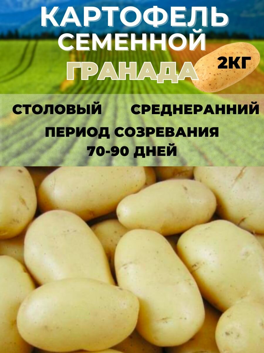 Картофель , на посадку