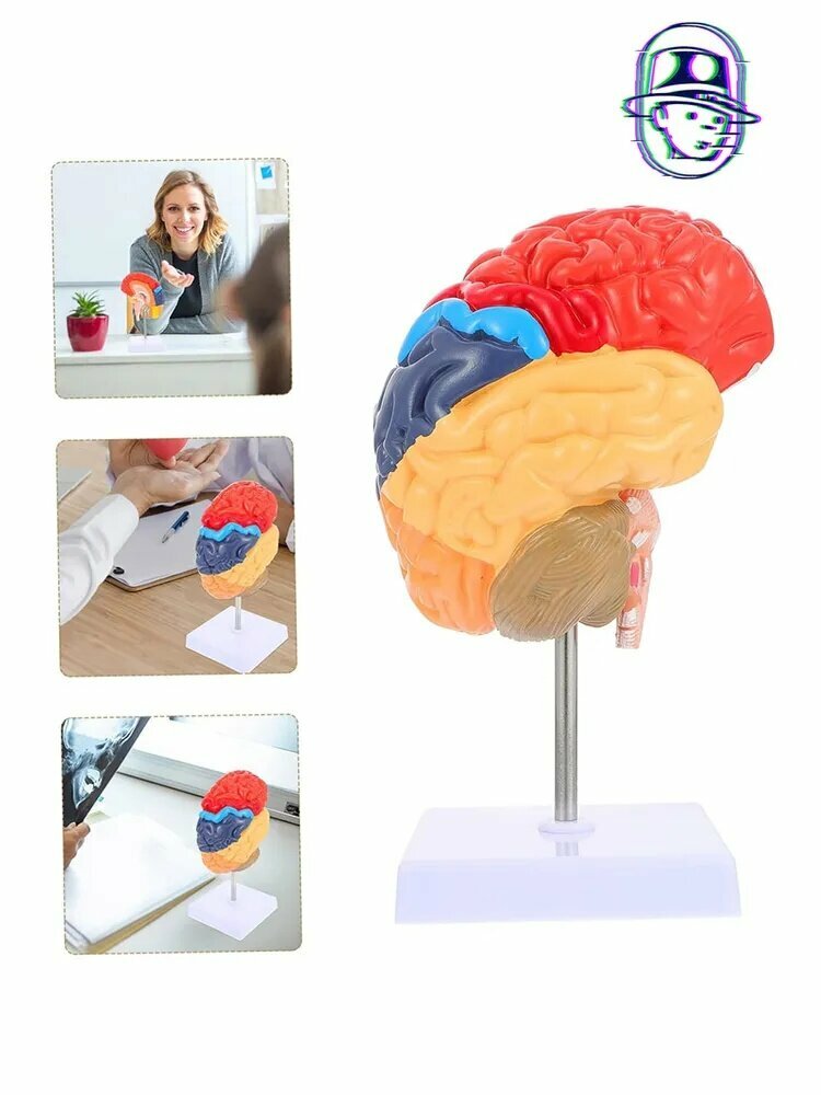 Реалистичная модель мозга, 1/2 модели человеческого мозга