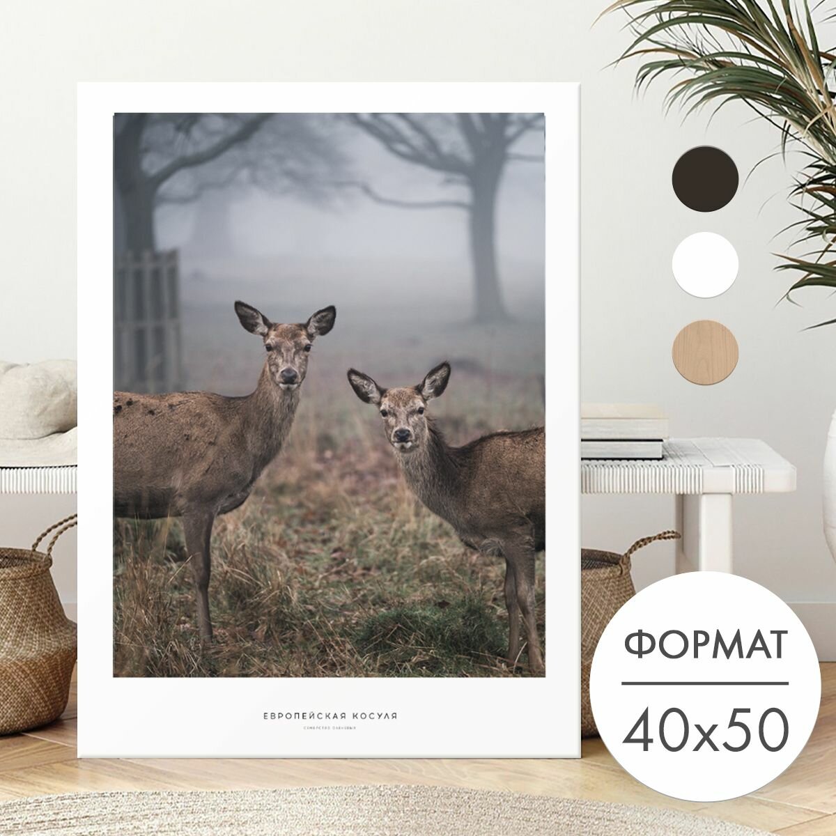 Постер 40х50 без рамки "Косули" для интерьера