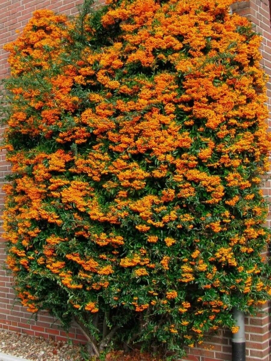 Семена Пираканта шарлаховая оранжевая (Pyracantha coccinea), 15 штук