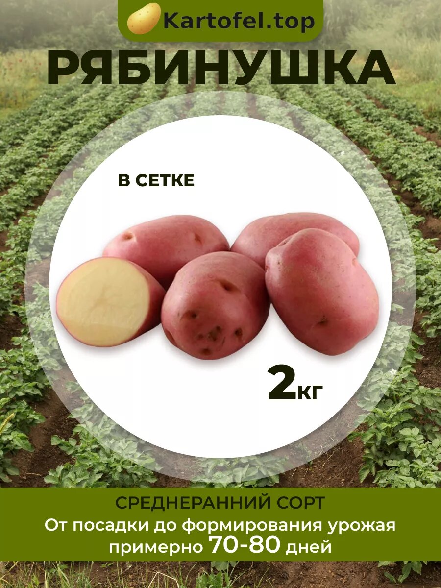 Картофель семенной Рябинушка 2кг