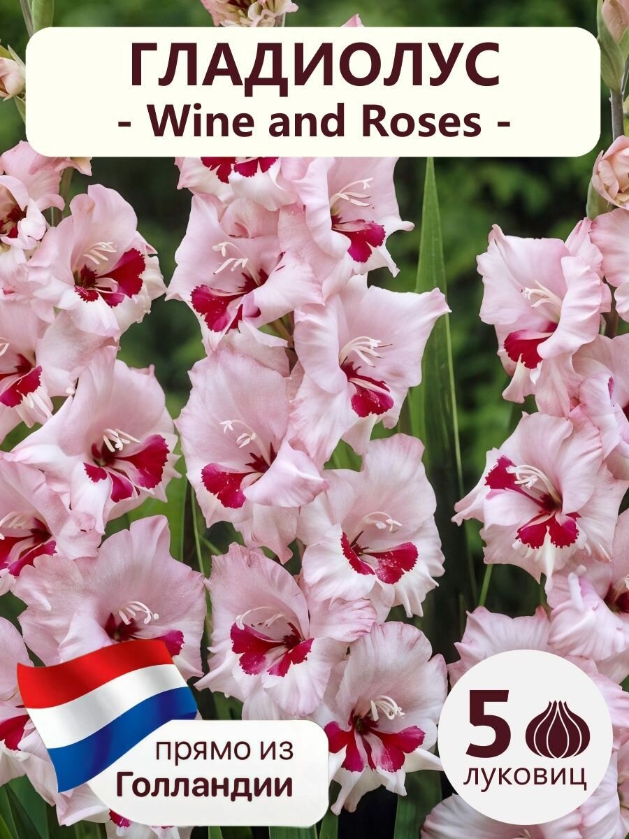 Гладиолусы луковицы крупноцветковые Вайн Энд Розес (Wine and Roses), 5 шт