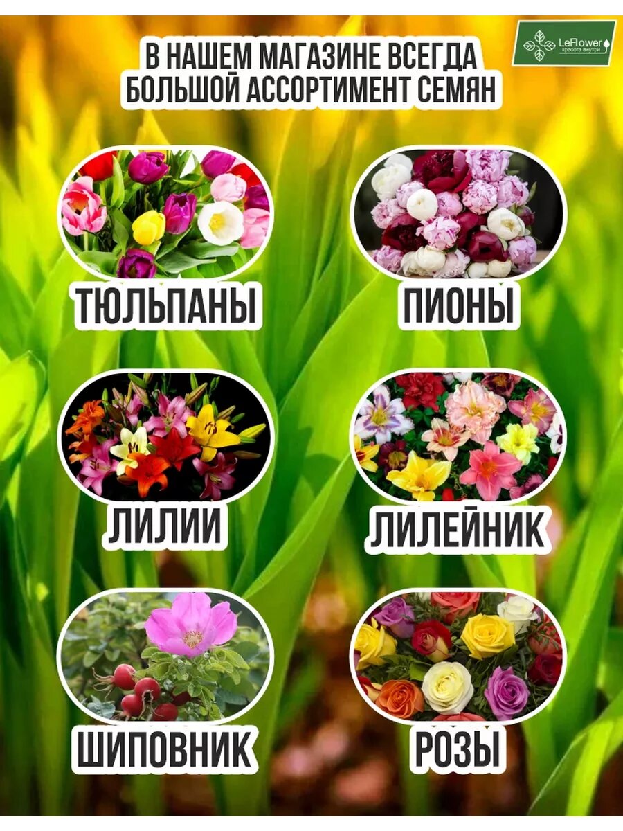Лилия луковицы цветов многолетние, микс сорта 20шт — фото 1
