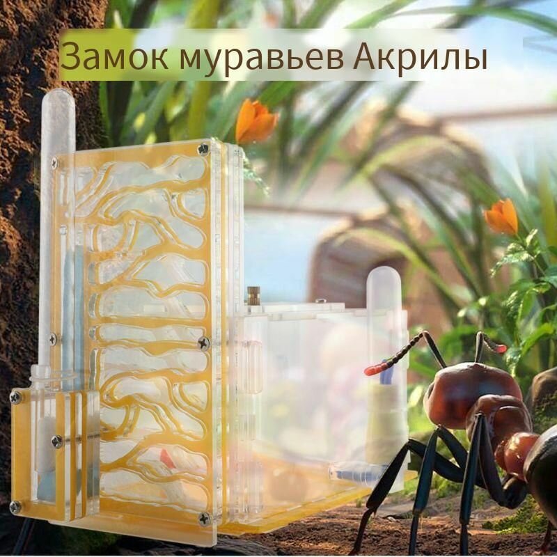 Муравьиная ферма — фото 1