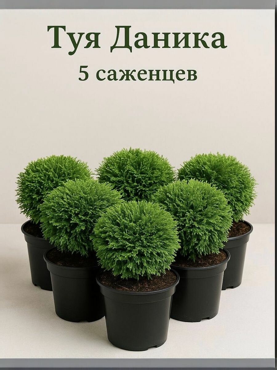 Саженец Туи "Даника", многолетнее, декоративное, шаровидное, зеленое