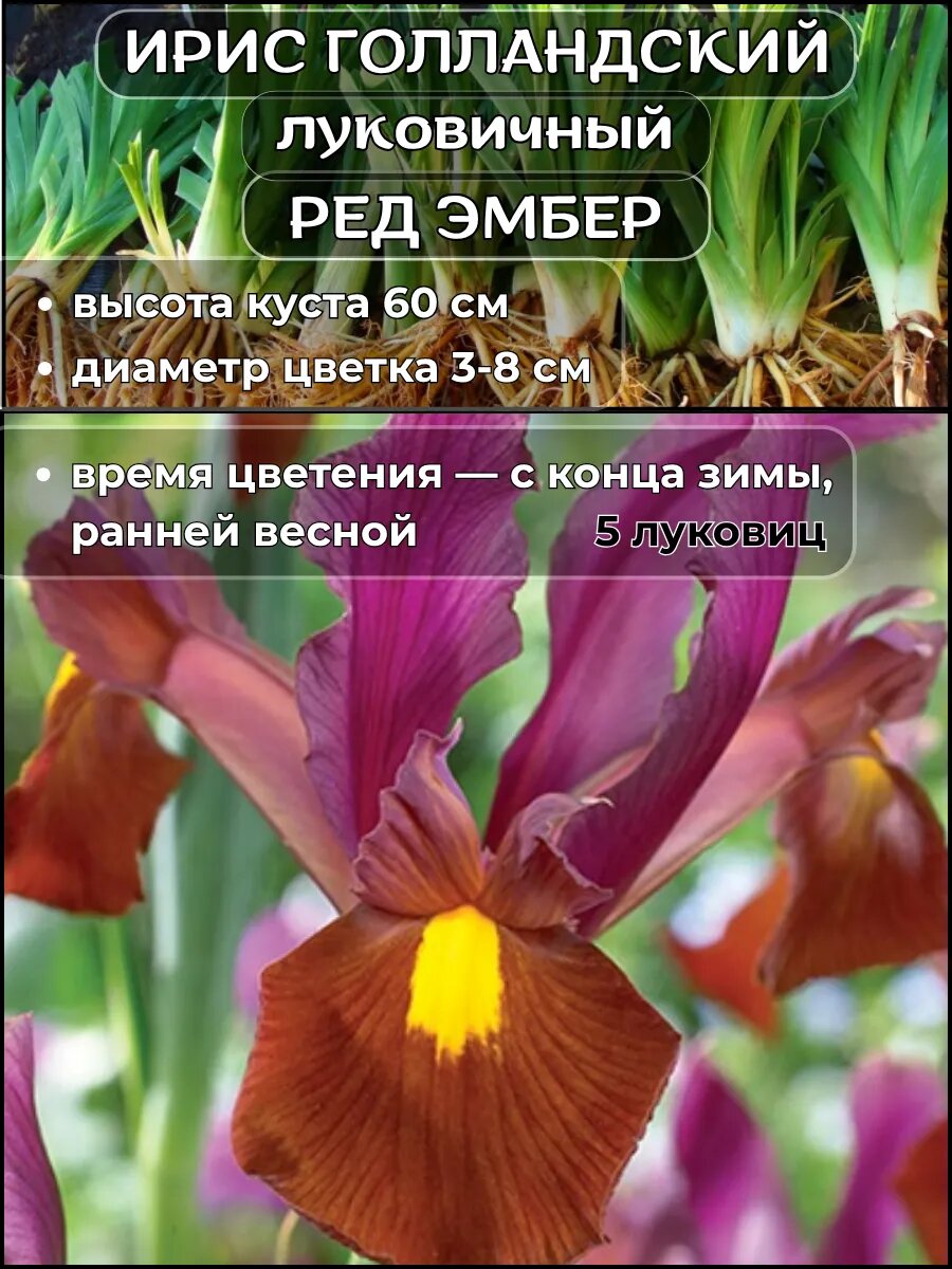 Ирис луковичный, луковицы 5 штук