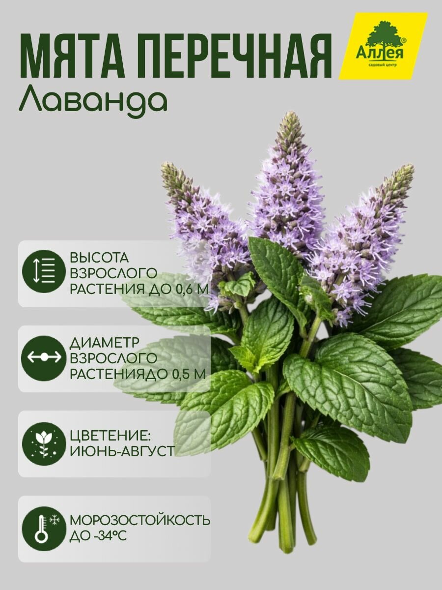 Мята перечная Mentha x piperita f. citrata Lavandula Р9