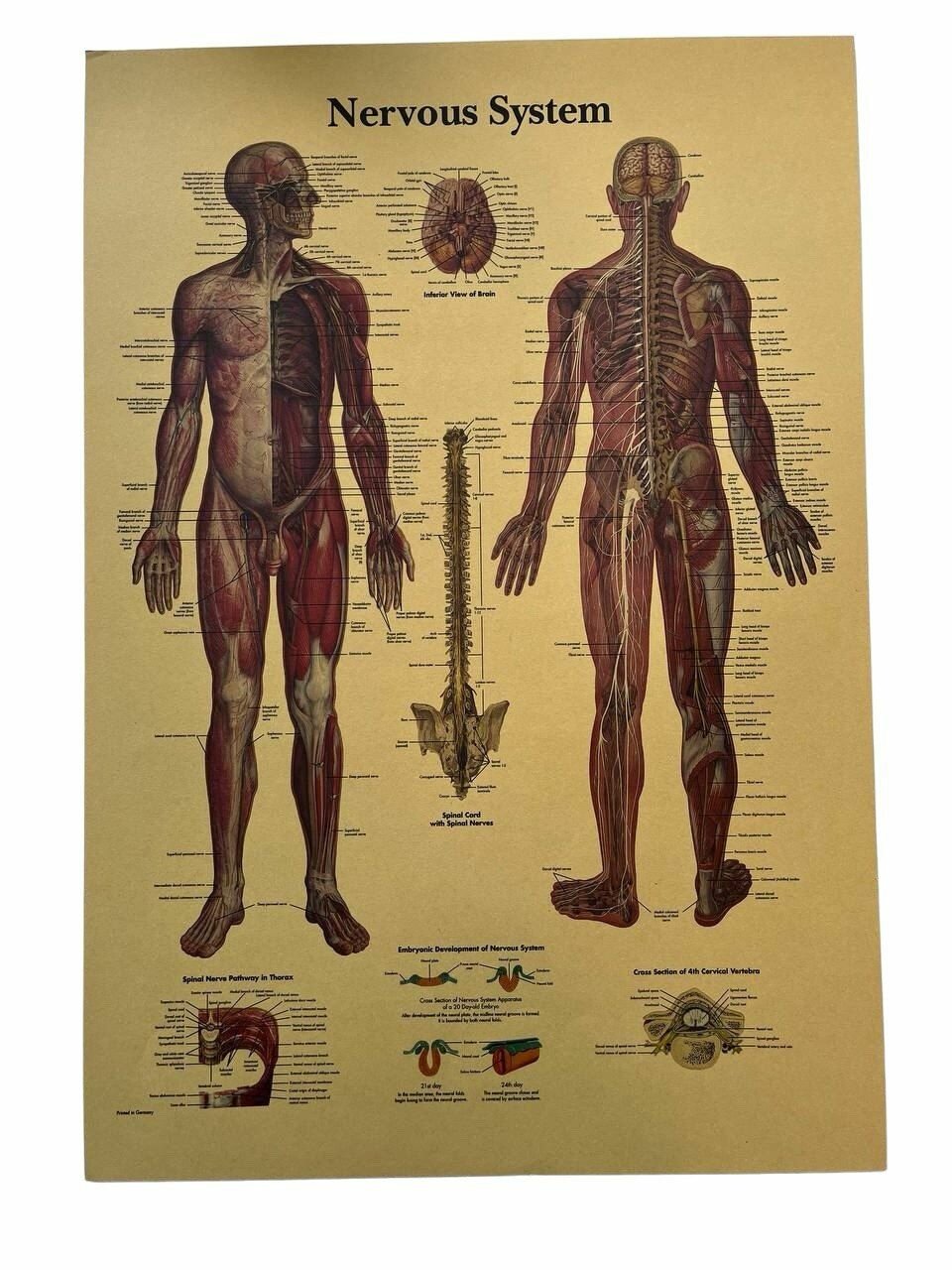 Постер - Нервная система человека постер с правилом 50х30 см Плакат информационный медицинский для интерьера