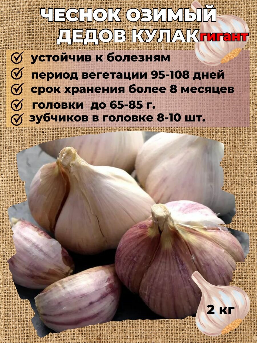 Чеснок озимый на посадку Дедов кулак 2 кг