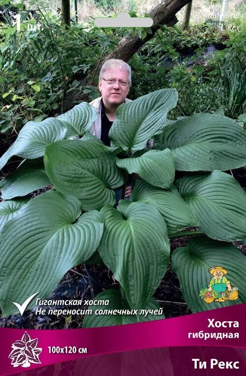 Хоста гибридная Ти Рекс луковица I