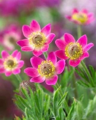 Анемона многонадрезная Annabella Deep Rose 1шт