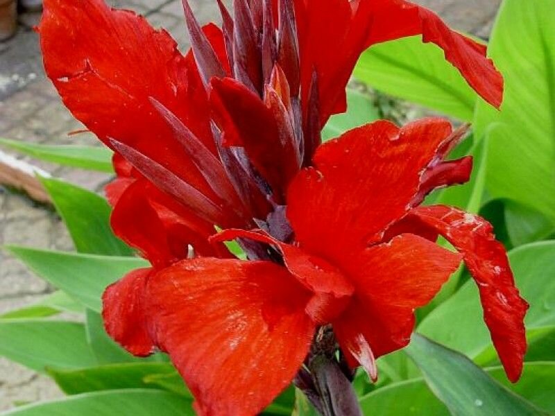 Канна карликовая Черри Ред 1шт