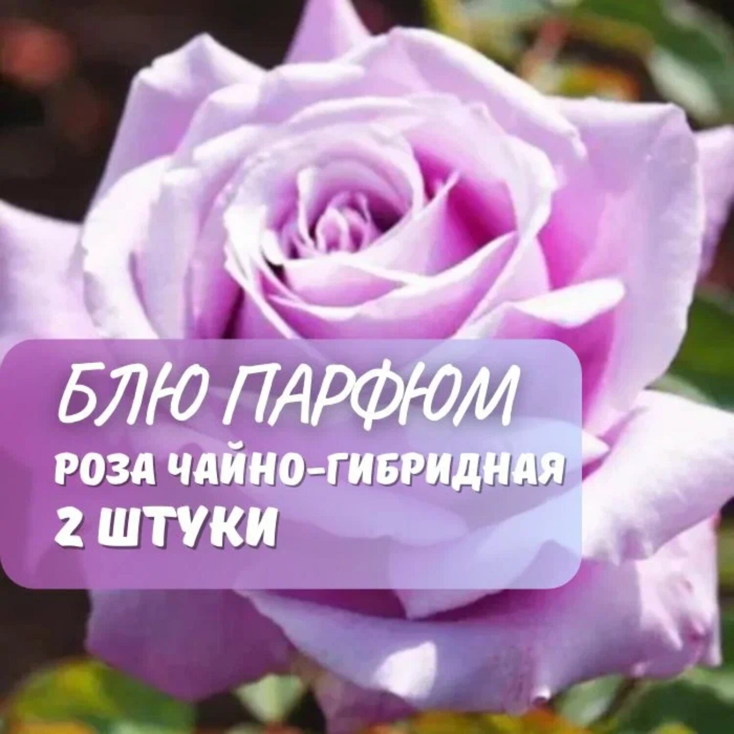 Роза чайно-гибридная "Блю Парфюм", 2 саж, сиреневая, розовая, 50см,