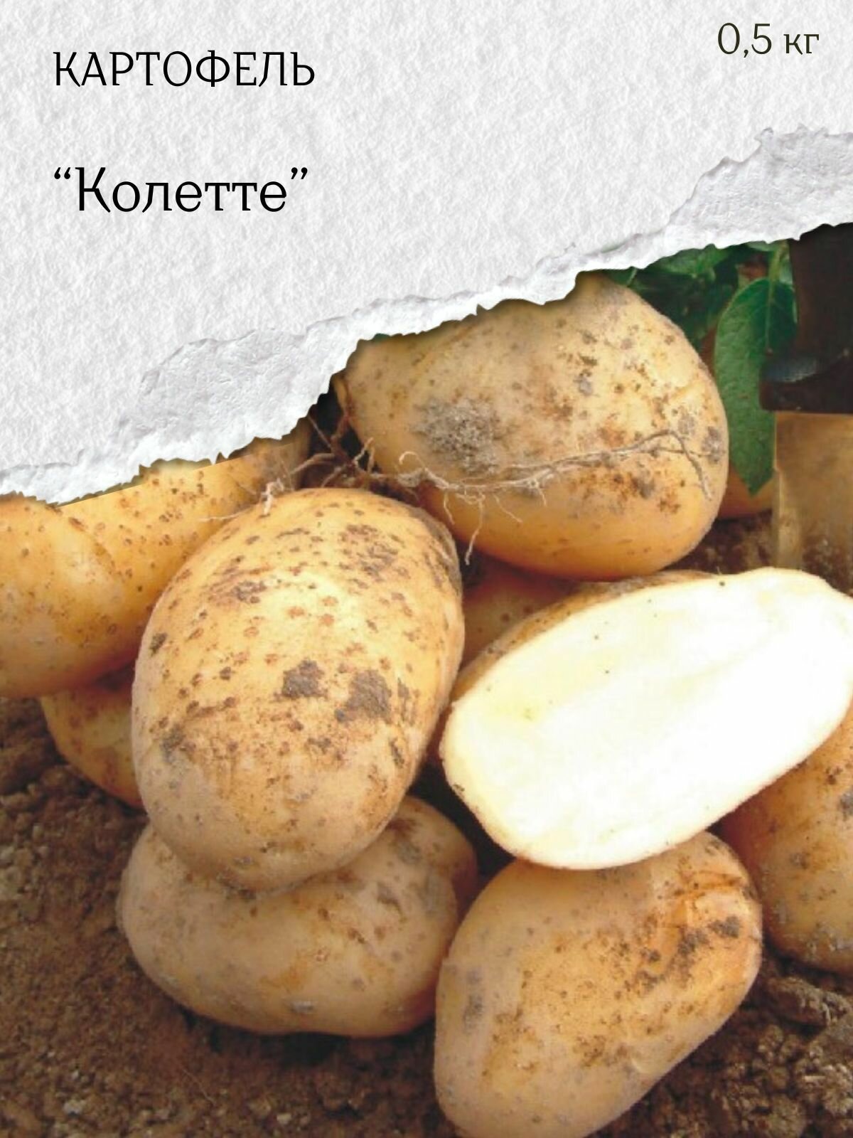 Картофель семенной белый Колетте клубни на посадку 500 гр.