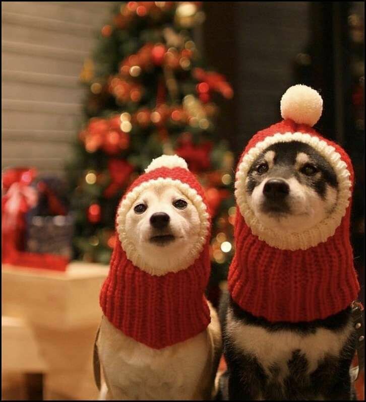 Красная вязаная рождественская шапка для собаки (S, M, L) Праздничный аксессуар корги, бульдога, пуделя11