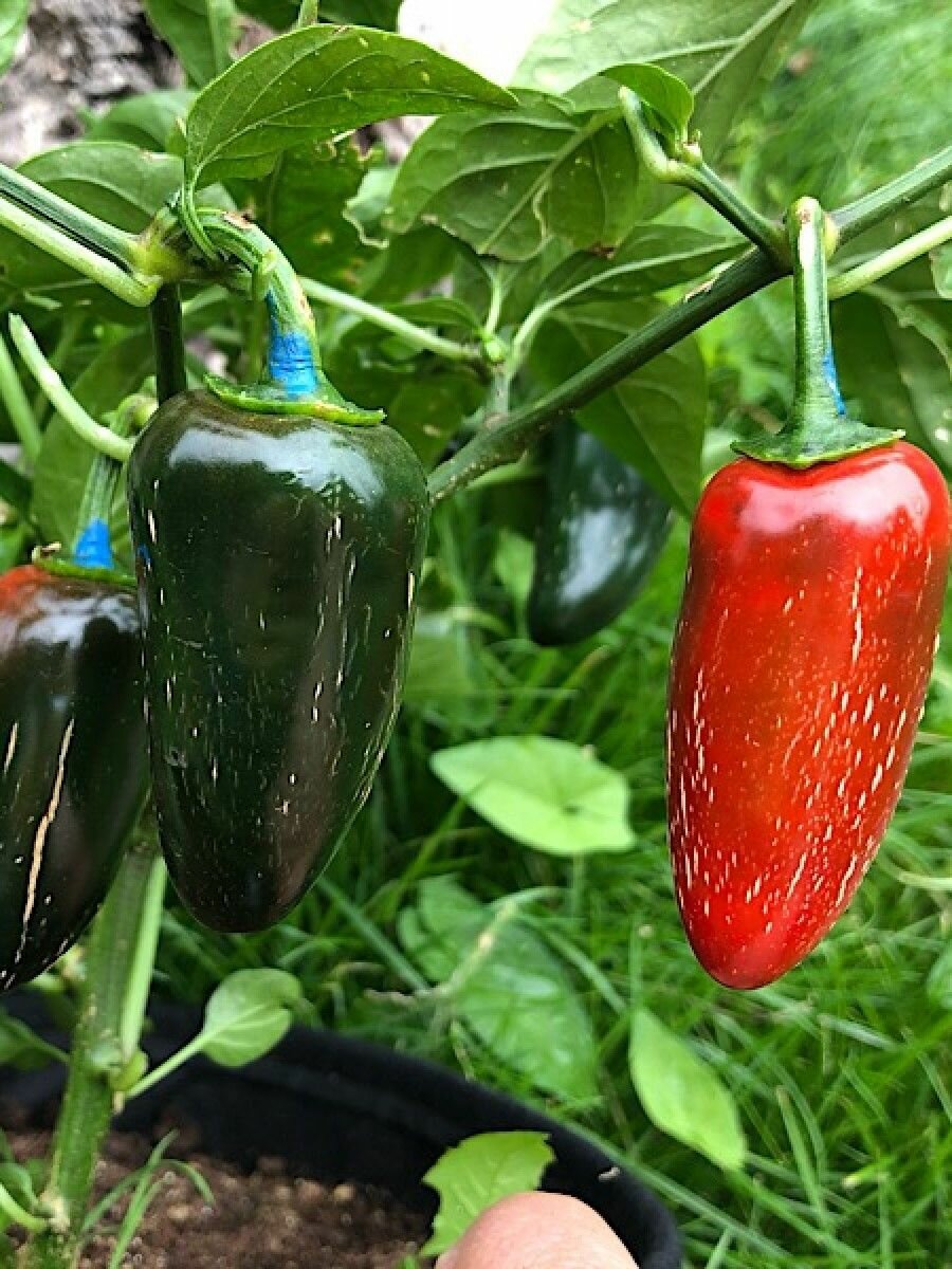 Семена Острый перец Jalapeno agriset 4109, 5 штук