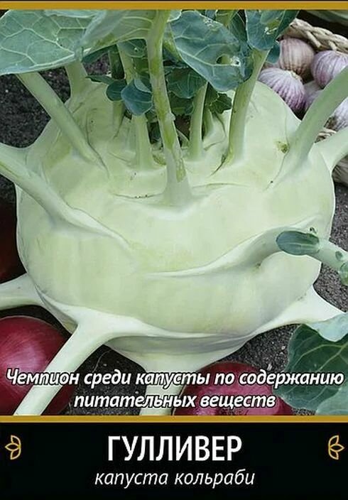 Коллекционные семена капусты кольраби Гулливер