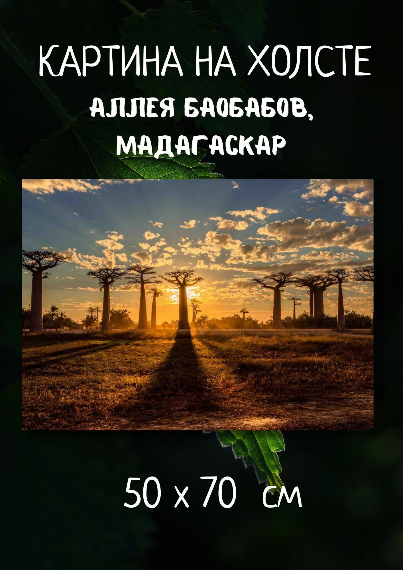 Фотокартина 50х70 с известным лесным массивом "Аллея Баобабов, Мадагаскар"