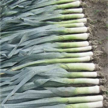 Коллекционные семена лука порей Бандит