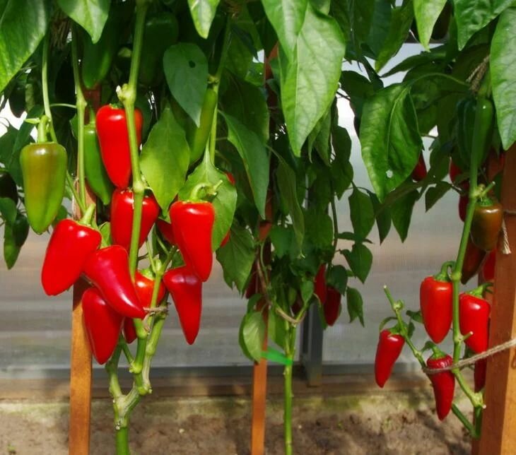 Коллекционные семена перца сладкого Никки F1