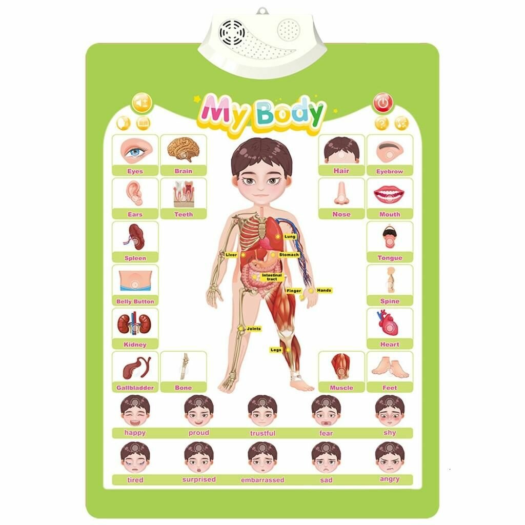 Детский интерактивный звуковой плакат, - Тело
