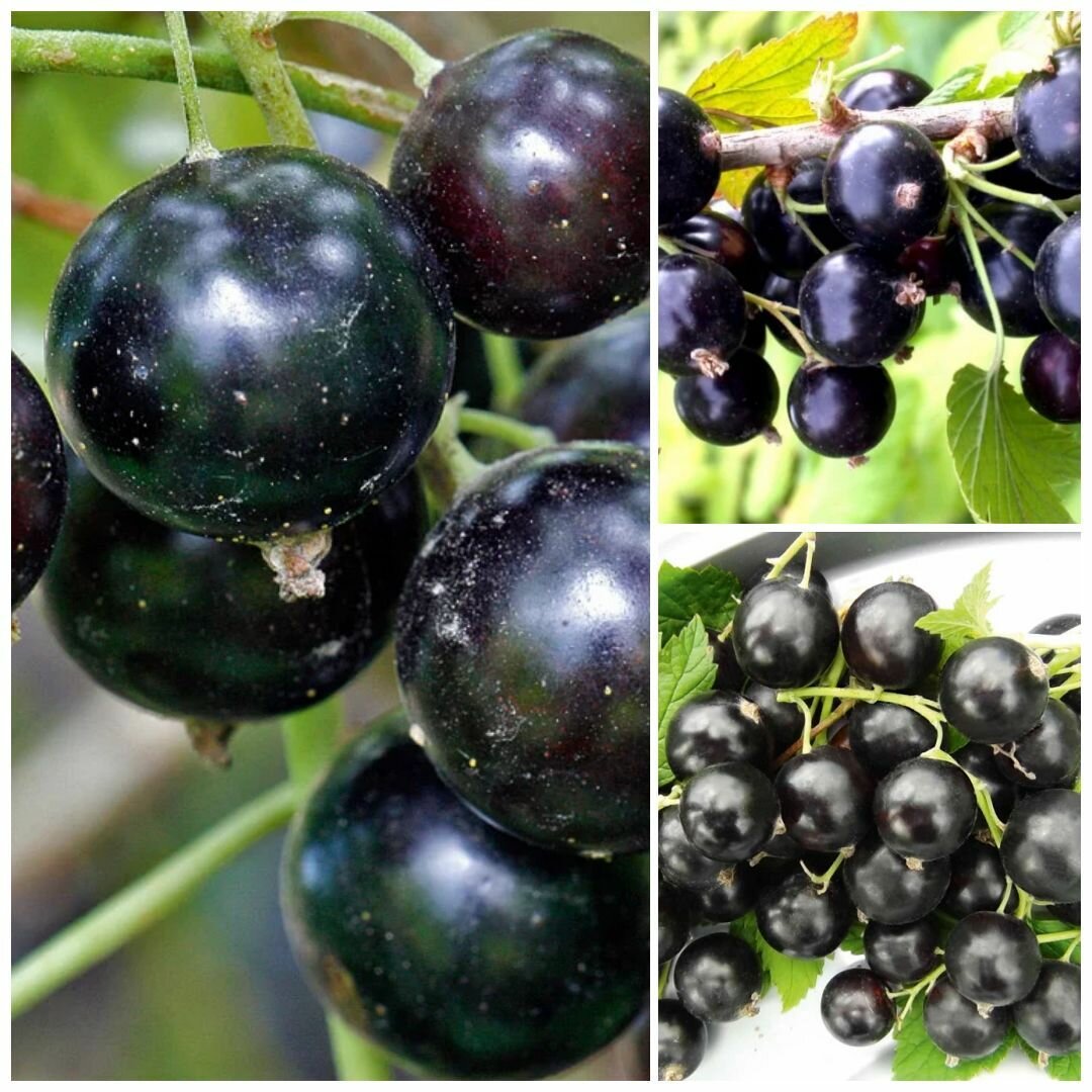 Комплект саженцев Несгораемая страсть 3шт.