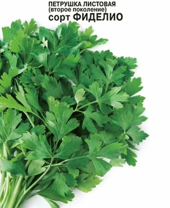 Коллекционные семена петрушки листовая Фиделио