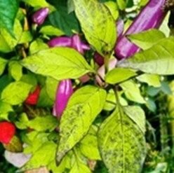 Семена Острый перец Purple Cayenne Каенский, 5 семян + подарок