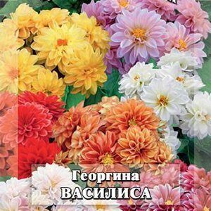 Семена растения георгина василиса