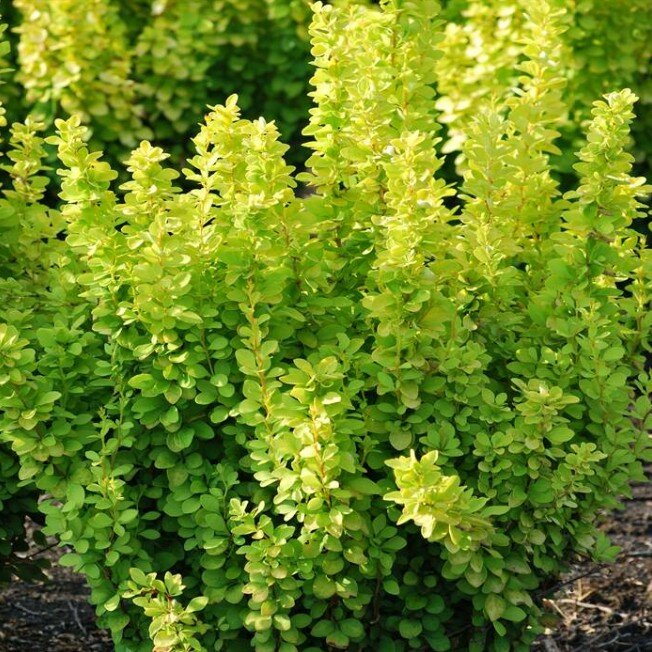 Барбарис Тунберга Мария (1 саженец в горшке Р9), Нидерланды