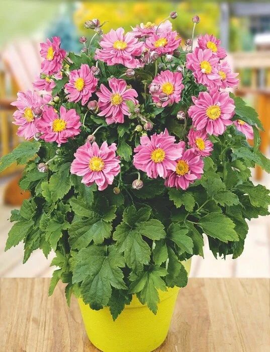 Анемона Претти Леди Эмили 1 шт