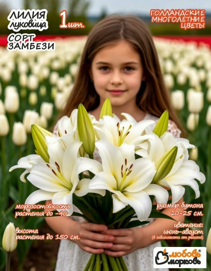 Лилия Луковица, Замбези, восточная, 1шт