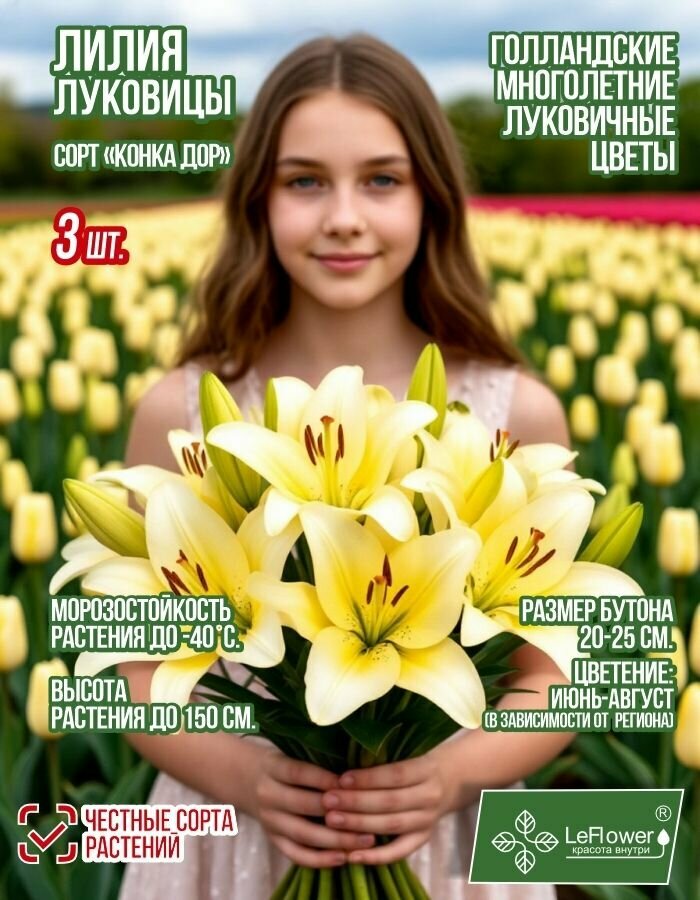 Лилия Луковица, Конка Д'Ор, 3 шт