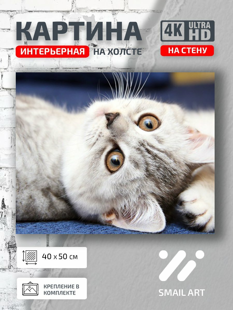 Картина на холсте интерьерная 40 на 50 на стену Котенок Animal для гостиной animal style