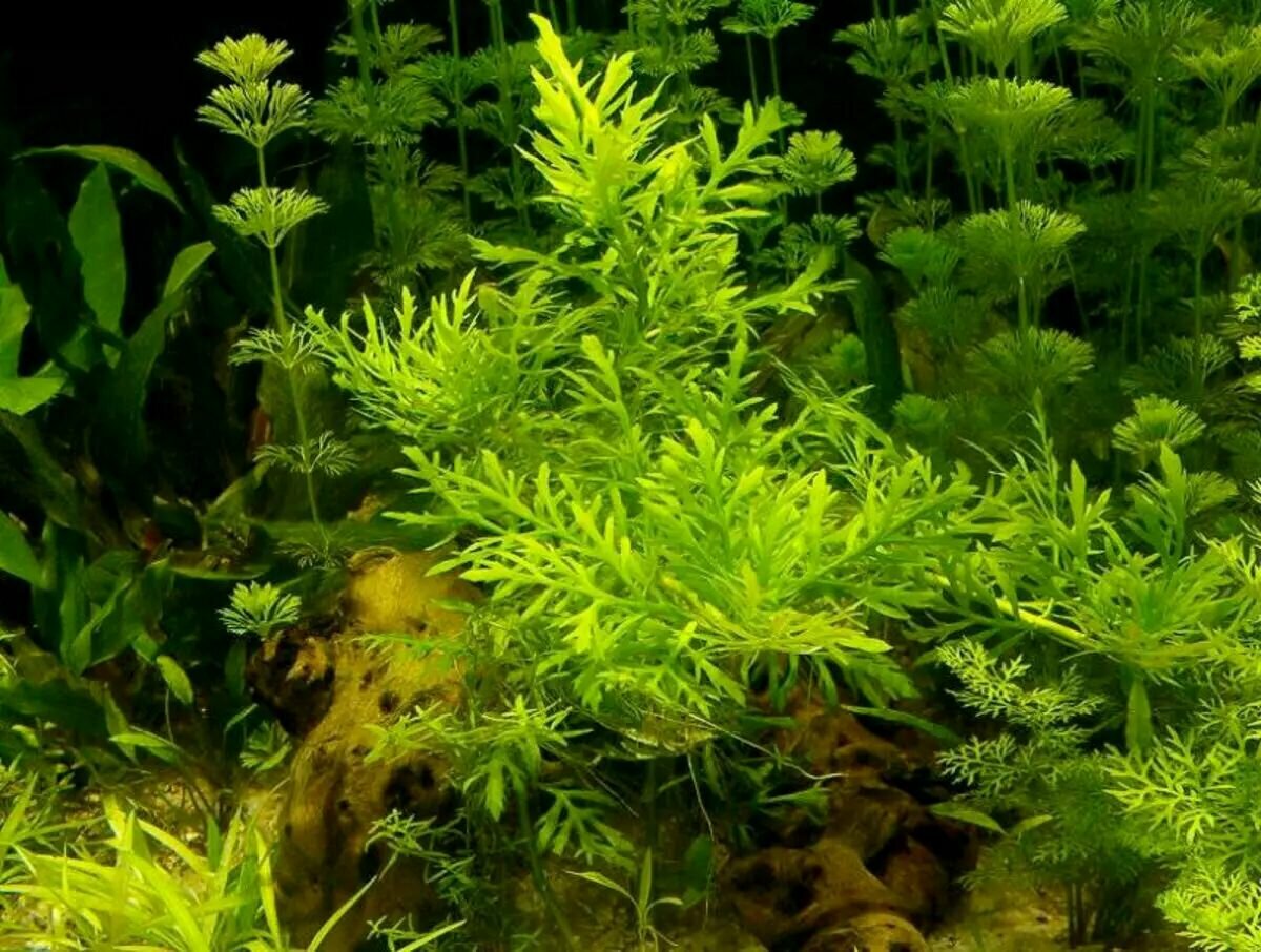 Живое аквариумное растение Папоротник Цератоптерис крыловидный отросток 2-3 листа