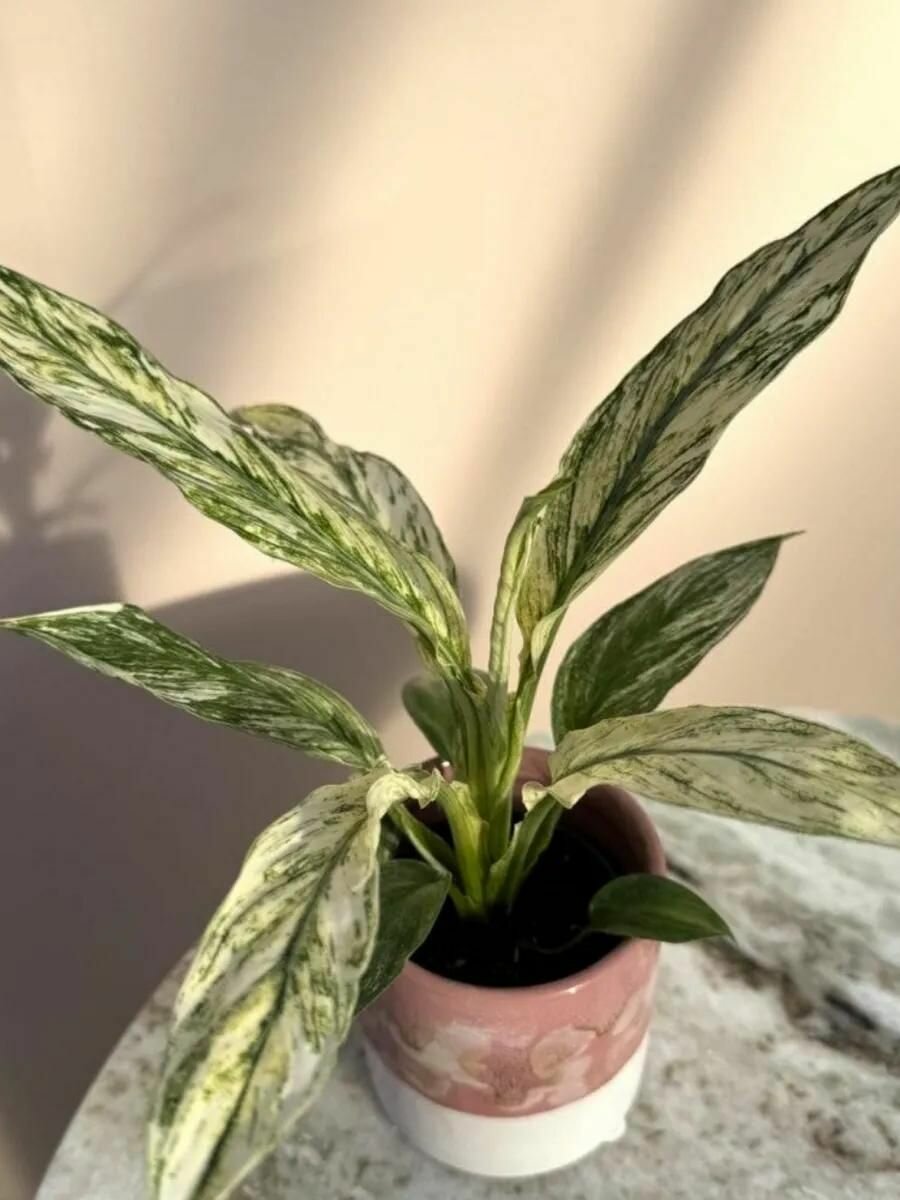 Спатифиллум GREEN TOWN "Сенсация", белый, в коробке, пластик