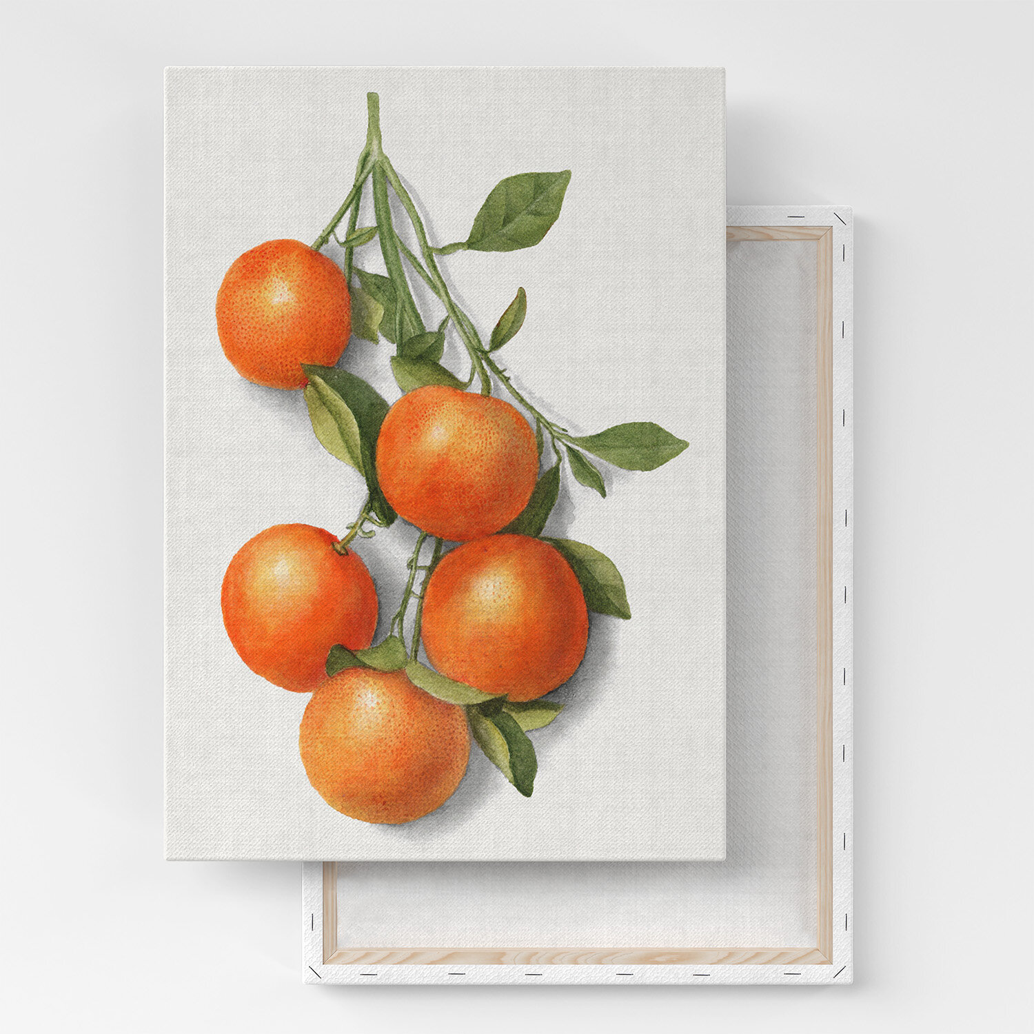 Картина на холсте, репродукция / Гравюры фруктов - мандарины / Размер 30 x 40 см