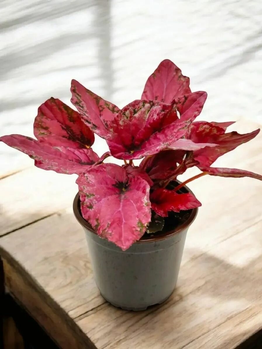 Бегония королевская Begonia rex 'Maui Sunset' Яркое живое комнатное растение с декоративными листьями в горшке d12