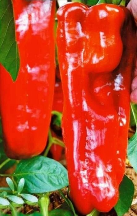 Коллекционные семена перца сладкого Дольче де Испания