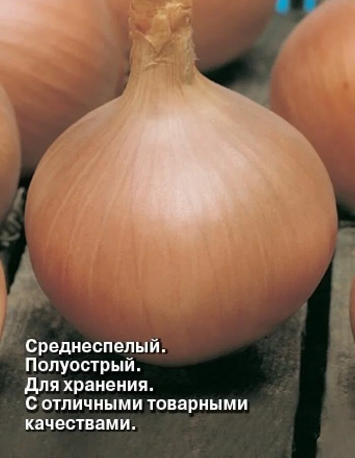 Коллекционные семена лука репчатый Сенатор