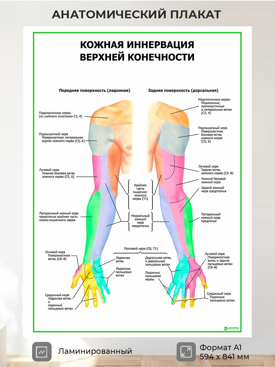 Обучающий медицинский плакат ламинированный формат А1 Кожная иннервация верхней конечности