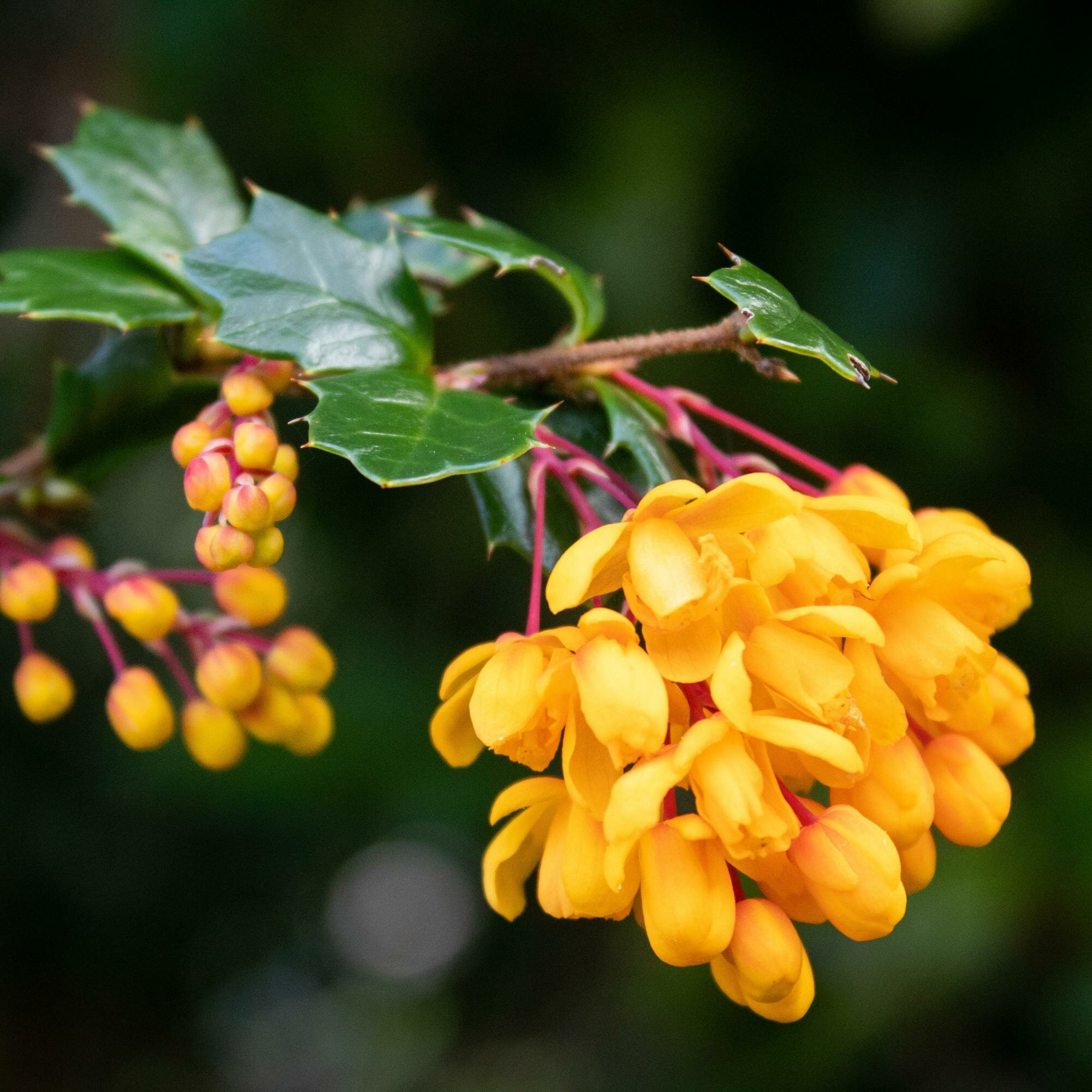 Барбарис Дарвина (1 саженец в горшке Р9), Нидерланды