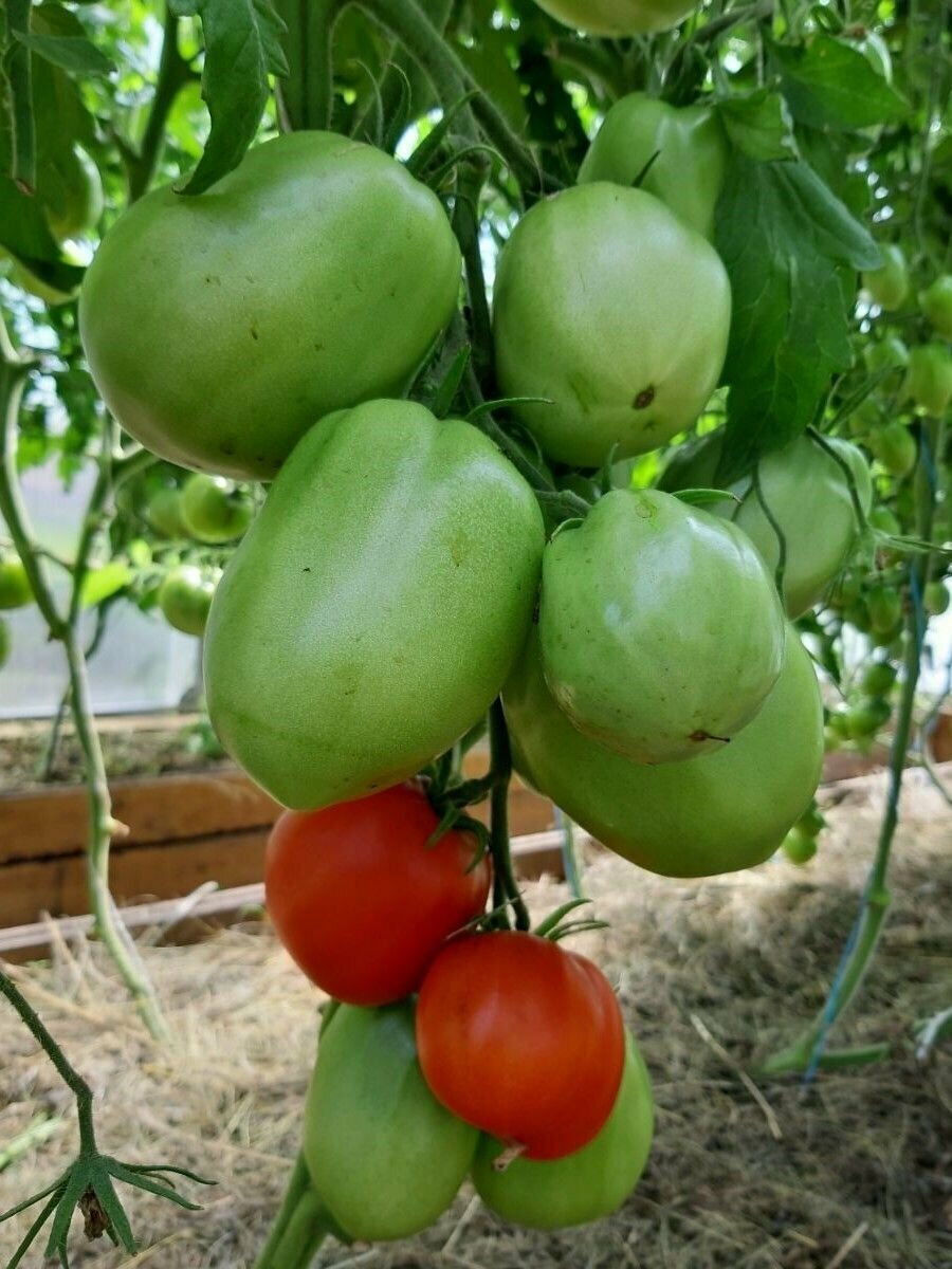 Семена Томат Минусинский бочковой красный, 10 штук