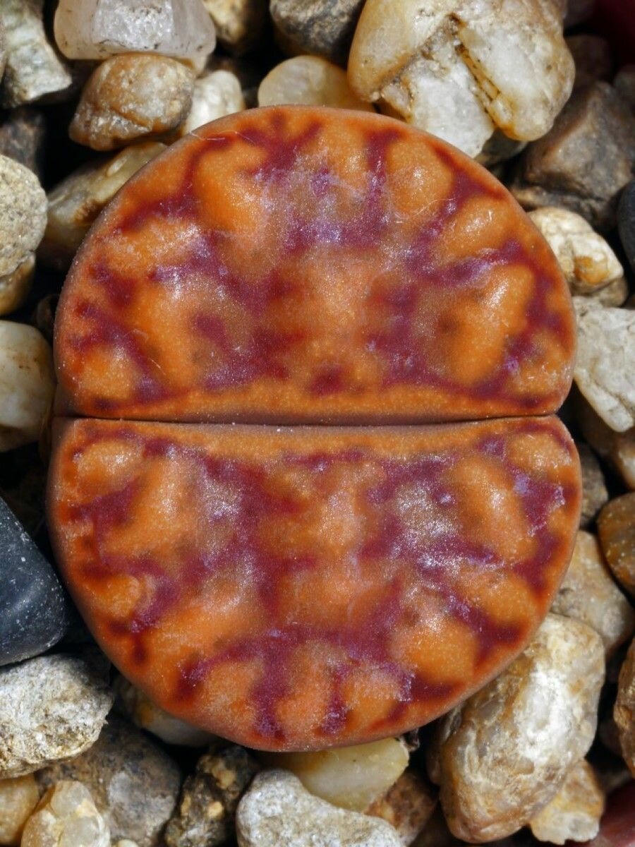 Семена Литопс Bromfieldii C348 (живые камни), 10 штук