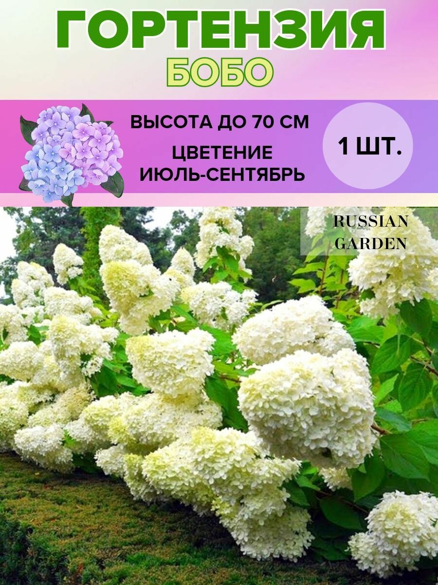 Гортензия метельчатая; гортензия цветок