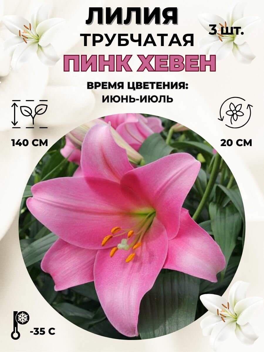Лилия восточная, луковицы 3 штуки